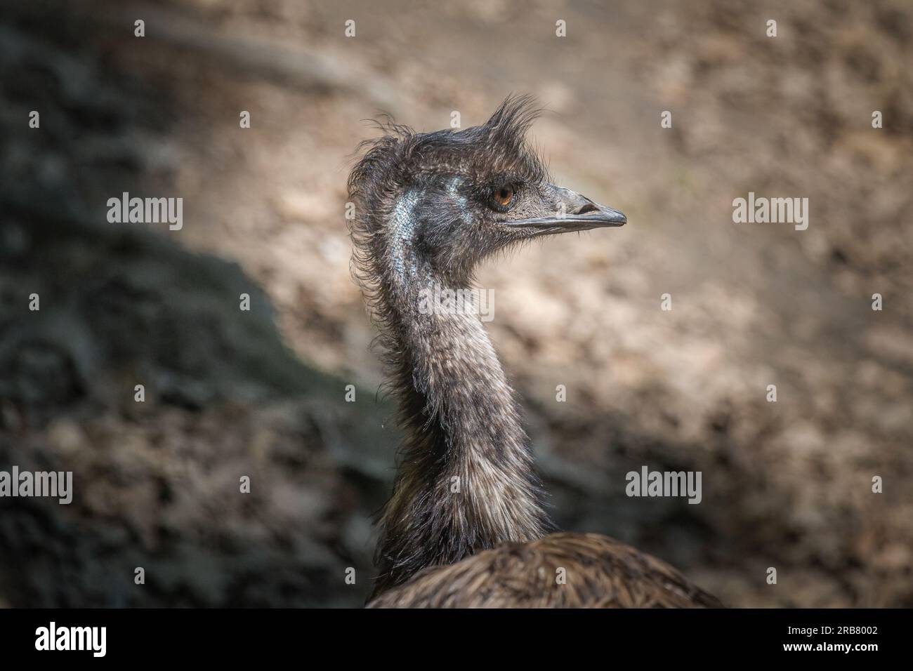 This photo shows an emu that lives in a wildlife park. The emu is a ...