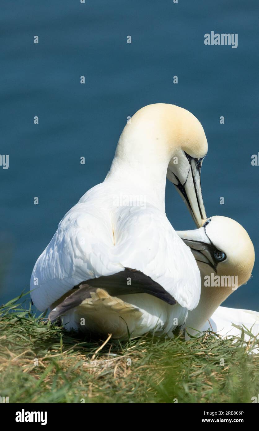 Gannets Have Strong Monogamous Bonds And Breeding Pairs Will Spend Time