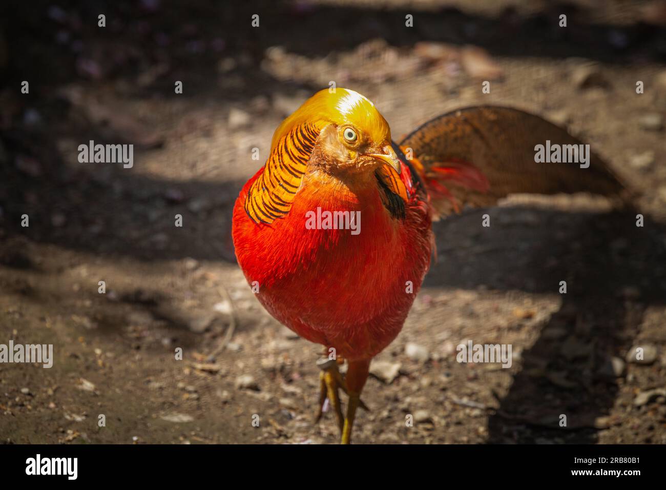 This photo shows a golden pheasant that lives in a wildlife park. The ...