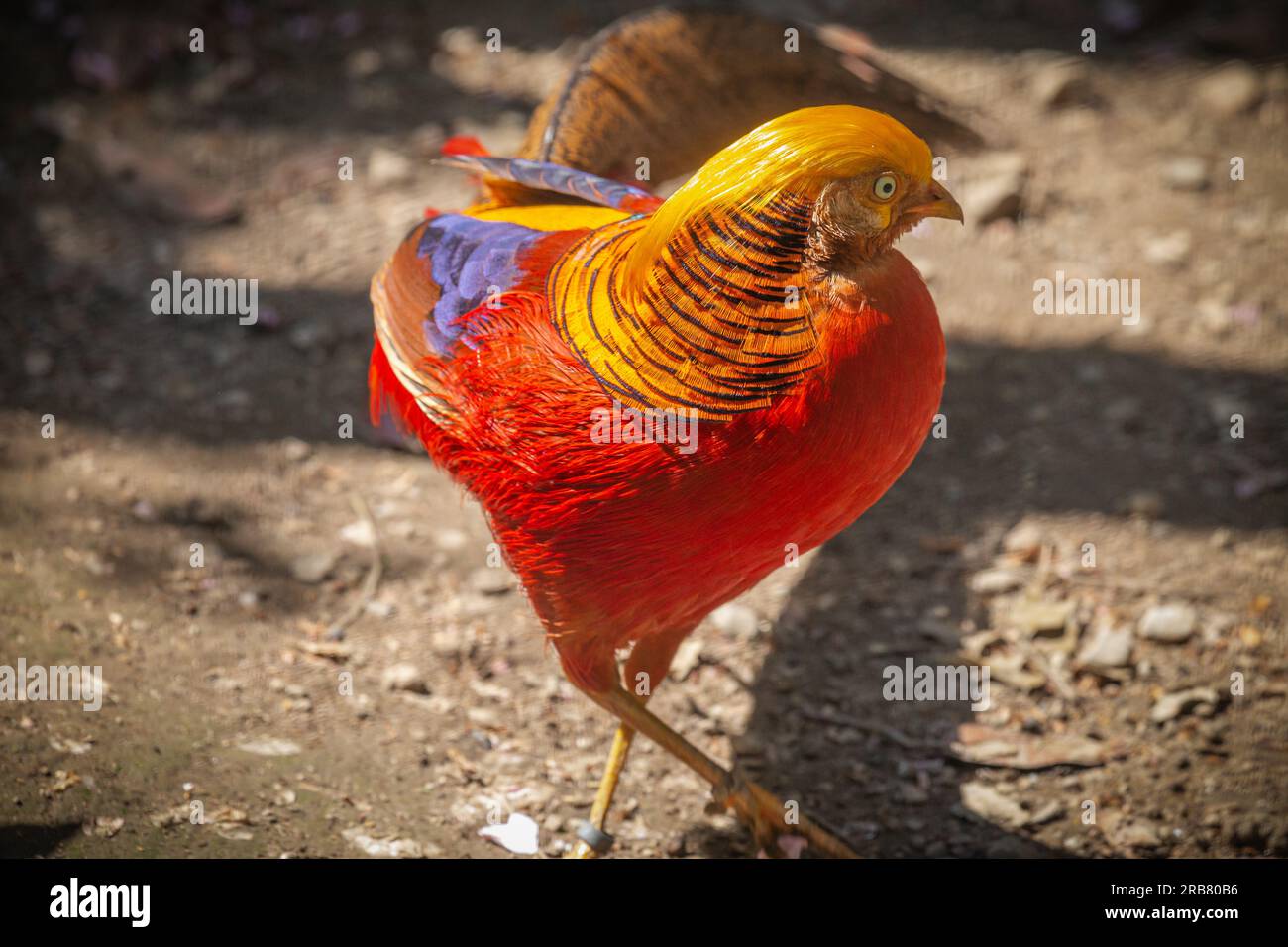 This photo shows a golden pheasant that lives in a wildlife park. The ...