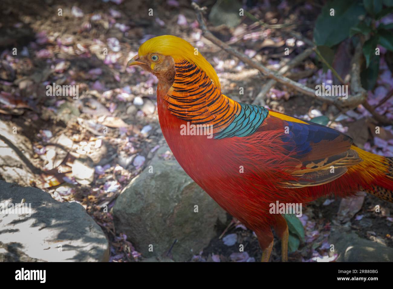 This photo shows a golden pheasant that lives in a wildlife park. The golden pheasant, also ...