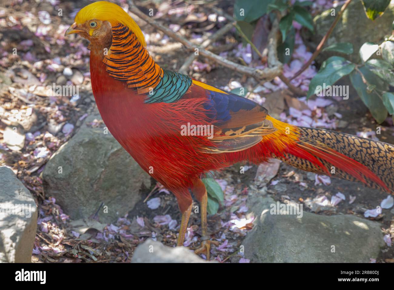 This photo shows a golden pheasant that lives in a wildlife park. The ...