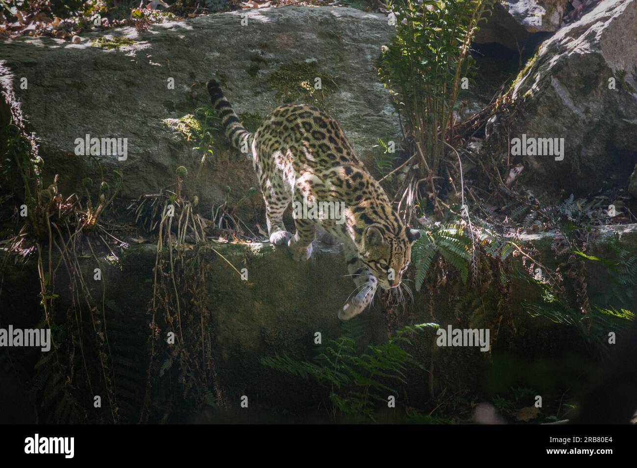 This photo shows an ocelot adult that lives in a wildlife park. The ...