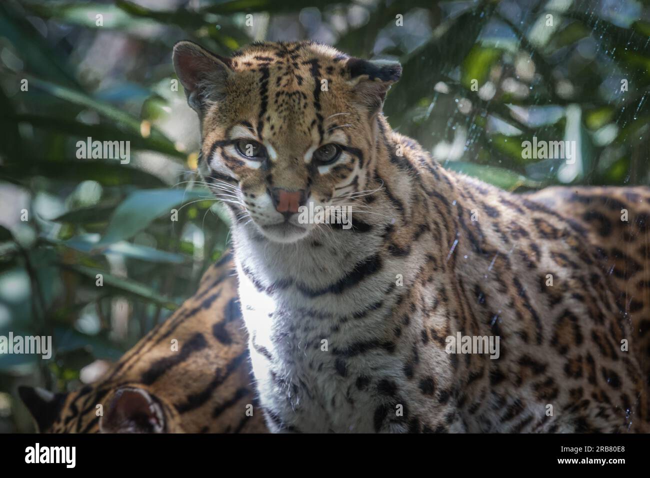 Ocelot leopardus pardalis adult hi-res stock photography and images - Alamy