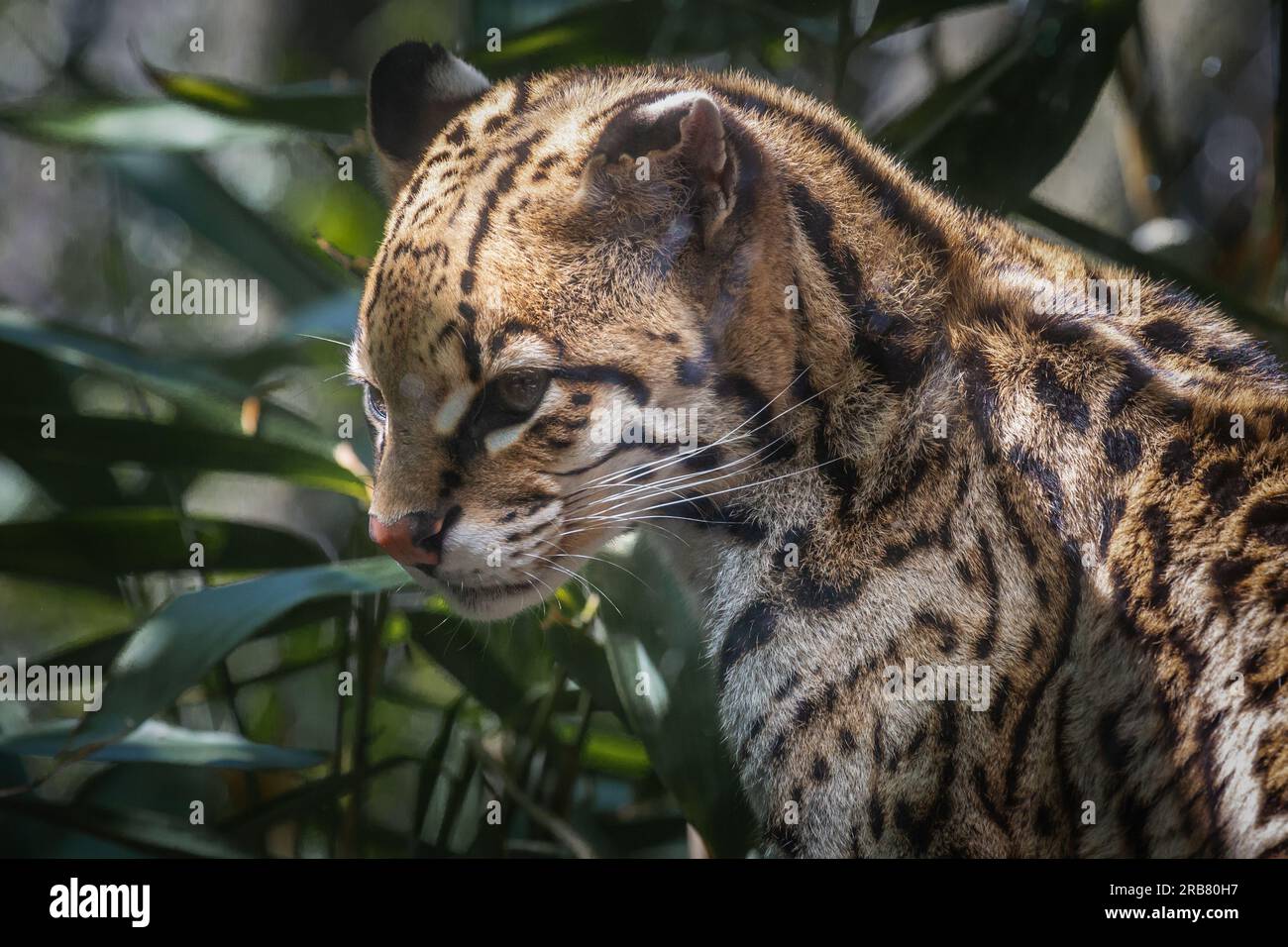 This photo shows an ocelot adult that lives in a wildlife park. The ...