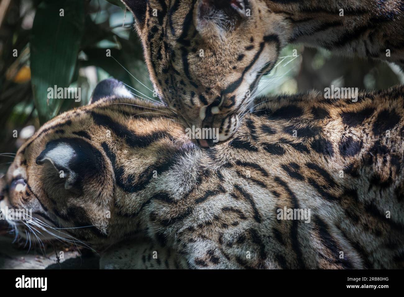 This photo shows an ocelot adult that lives in a wildlife park. The ...
