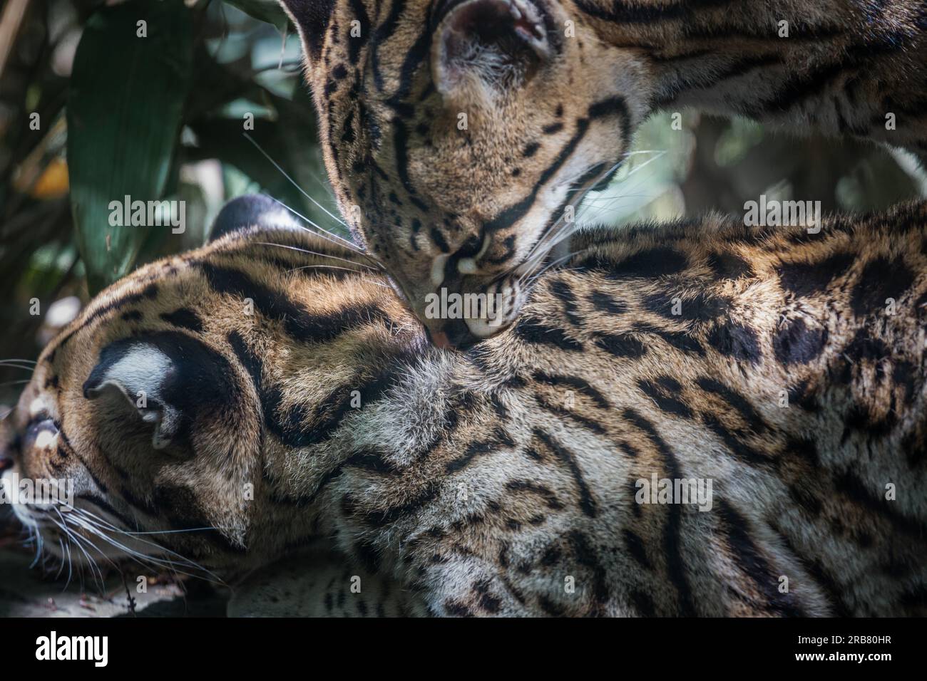 This photo shows an ocelot adult that lives in a wildlife park. The ...