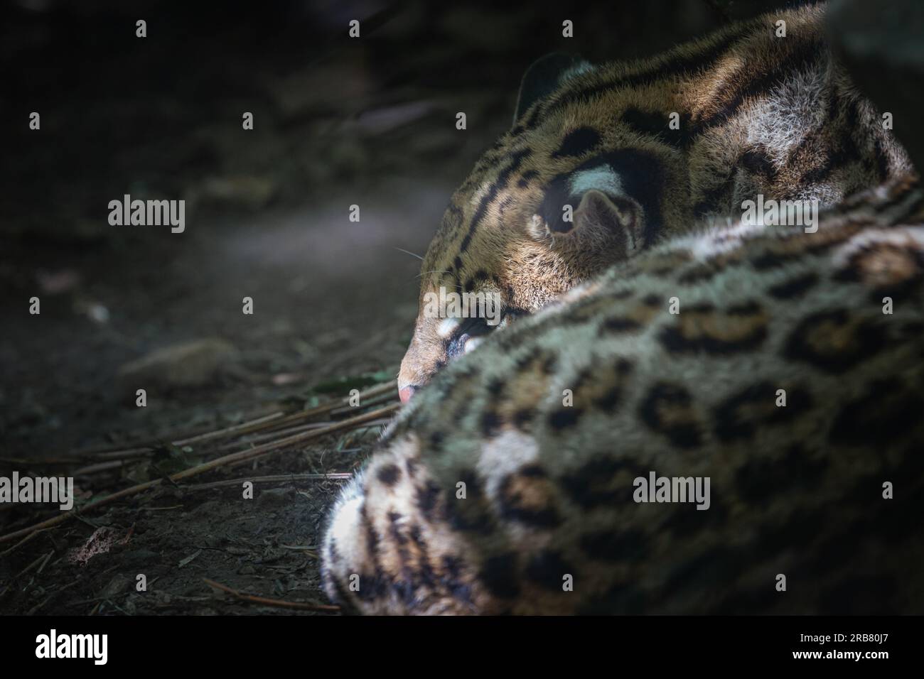 This photo shows an ocelot adult that lives in a wildlife park. The ...