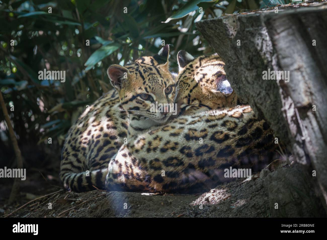 This photo shows an ocelot adult that lives in a wildlife park. The ...