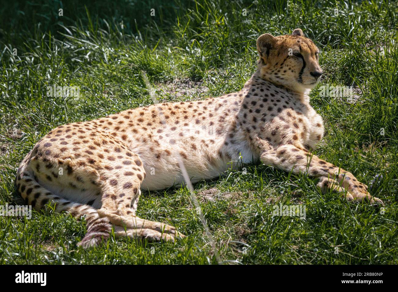 This photo shows a cheetah adult that lives in a wildlife park. The ...