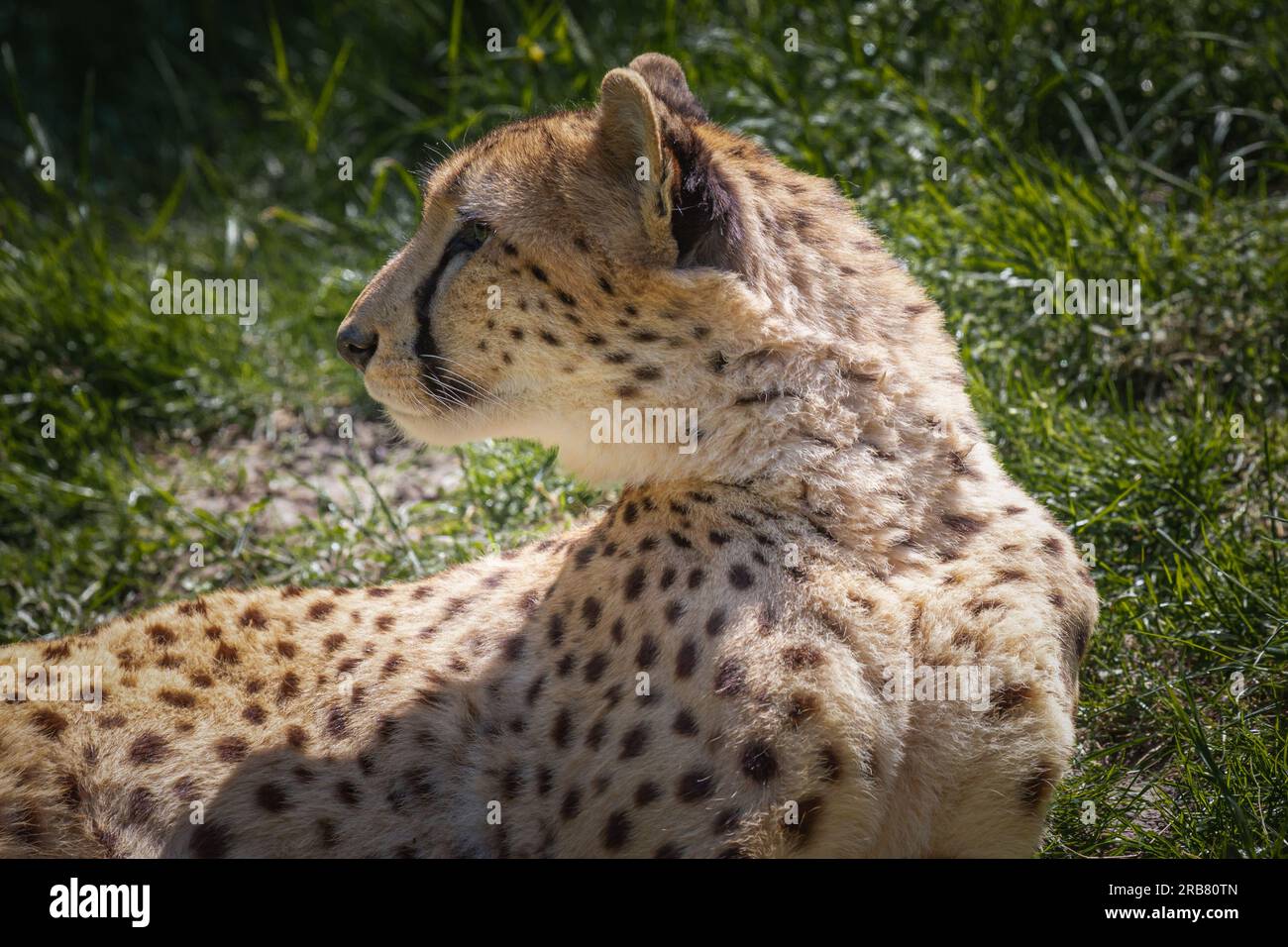 This photo shows a cheetah adult that lives in a wildlife park. The ...