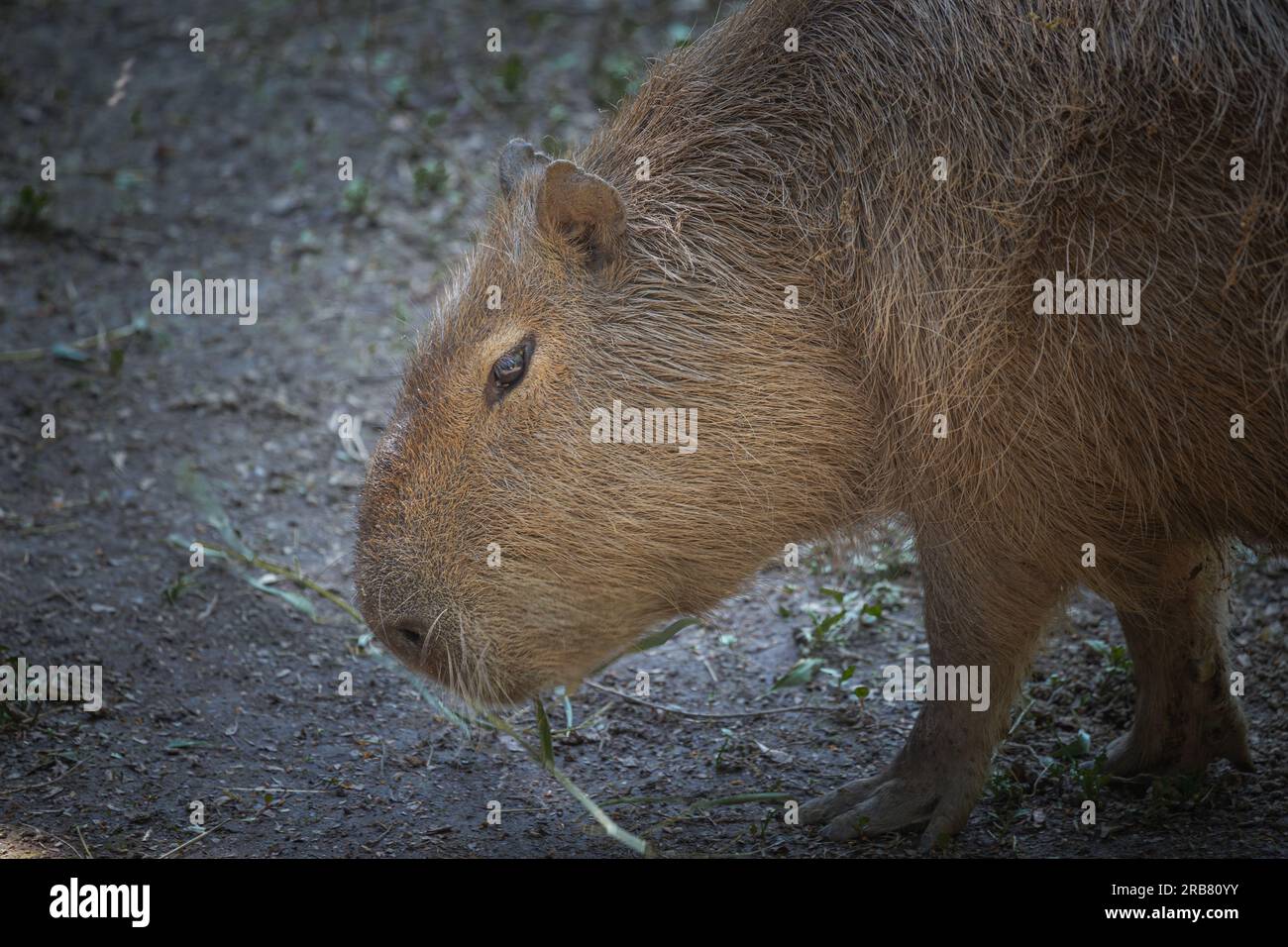capybara, Hydrochoerus hydrochaeris, photographed in various positions ...