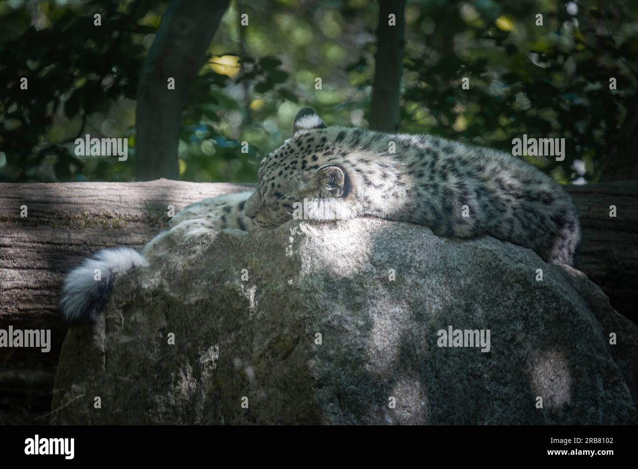 This photo shows a snow leopard that lives in a wildlife park. The snow ...