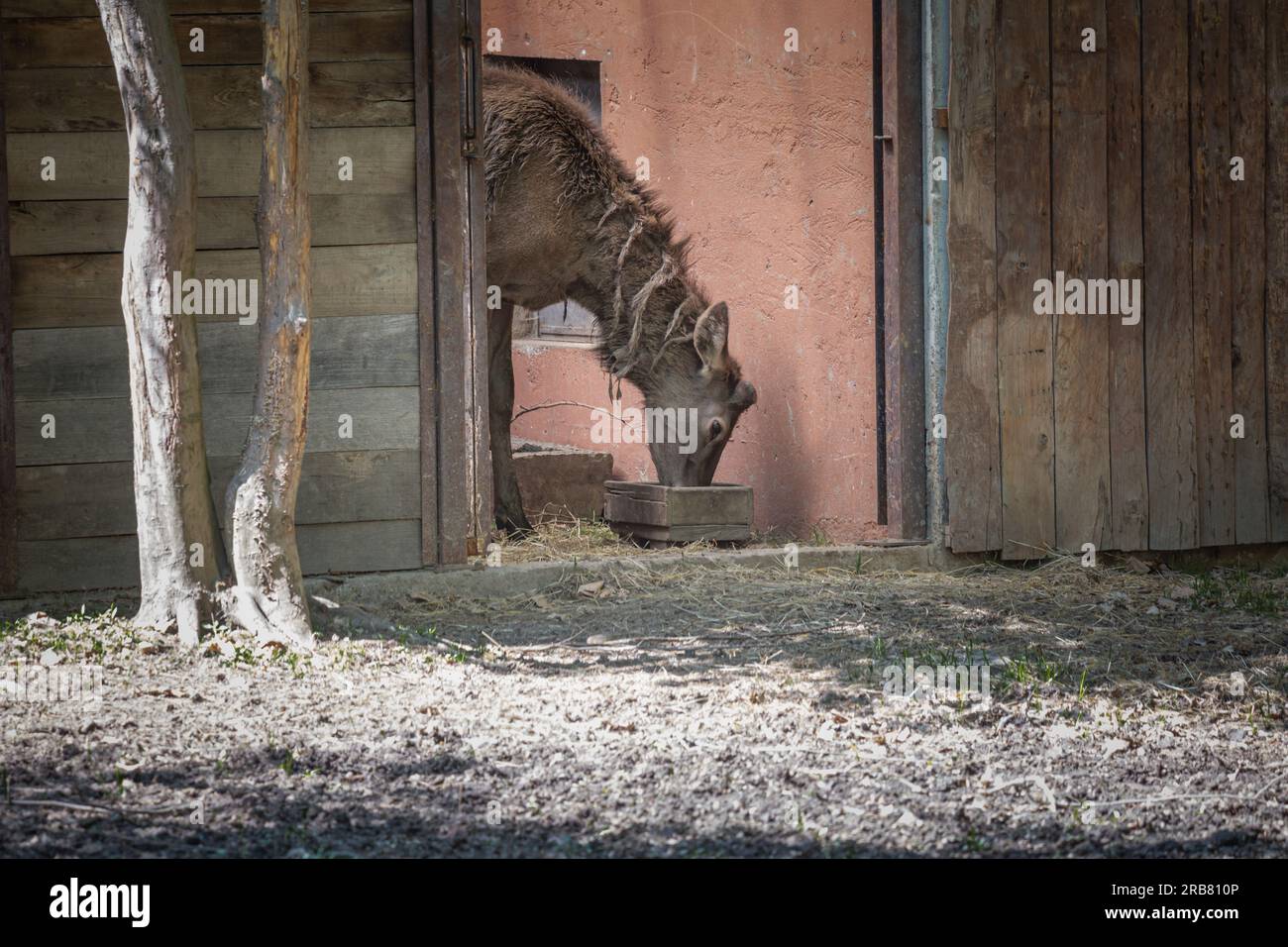 This photo shows a sika deer adult that lives in a wildlife park. The ...