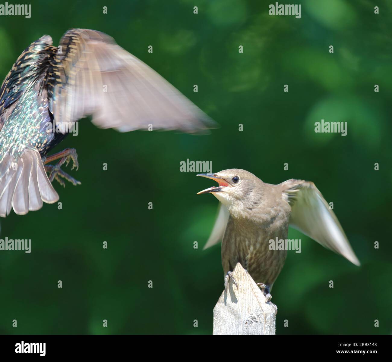Gemeiner Star / Common starling / Sturnus vulgaris Stock Photo - Alamy