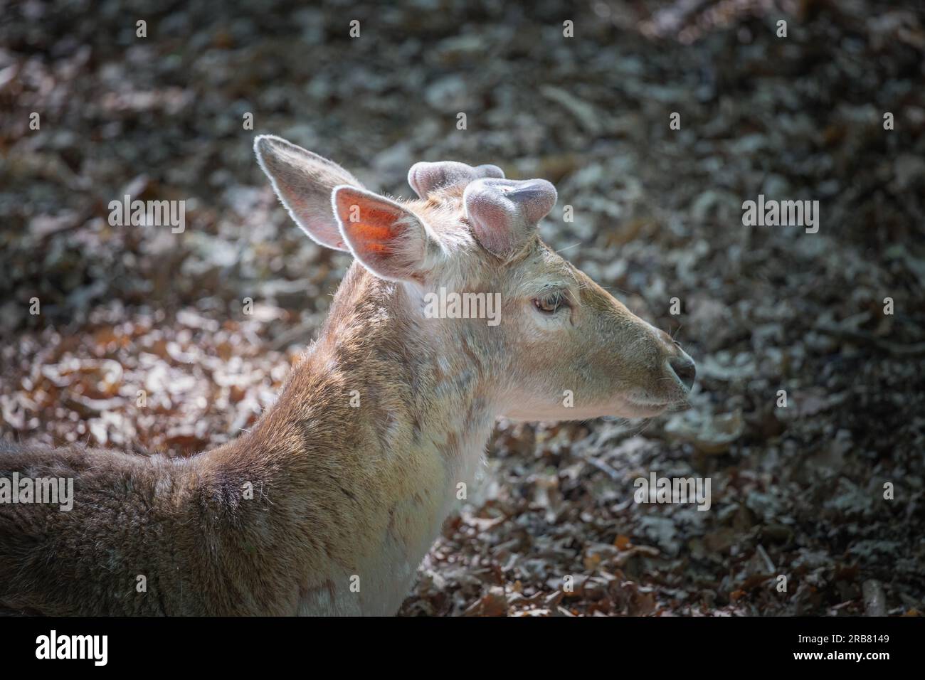This photo shows a sika deer adult that lives in a wildlife park. The ...
