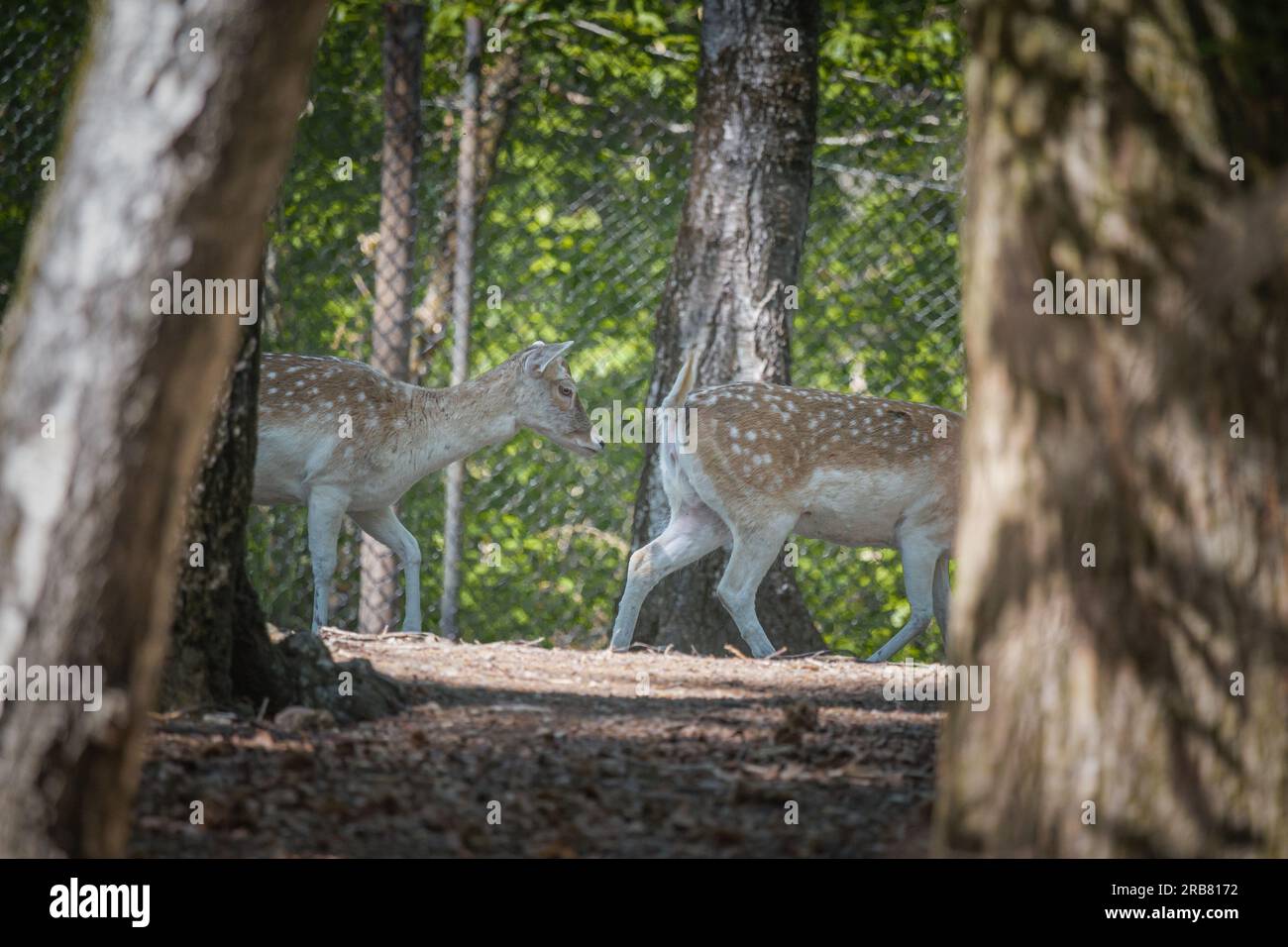 This photo shows a sika deer adult that lives in a wildlife park. The ...