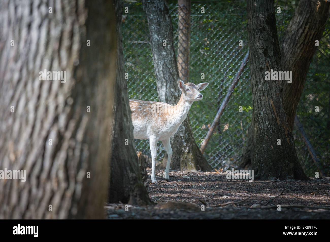 This photo shows a sika deer adult that lives in a wildlife park. The ...