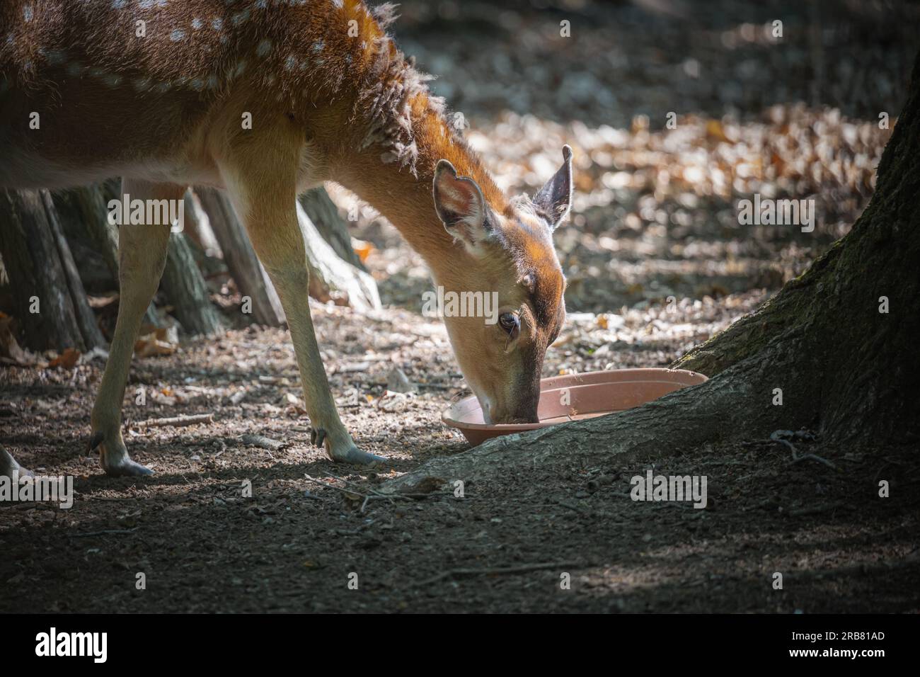 This photo shows a sika deer adult that lives in a wildlife park. The ...