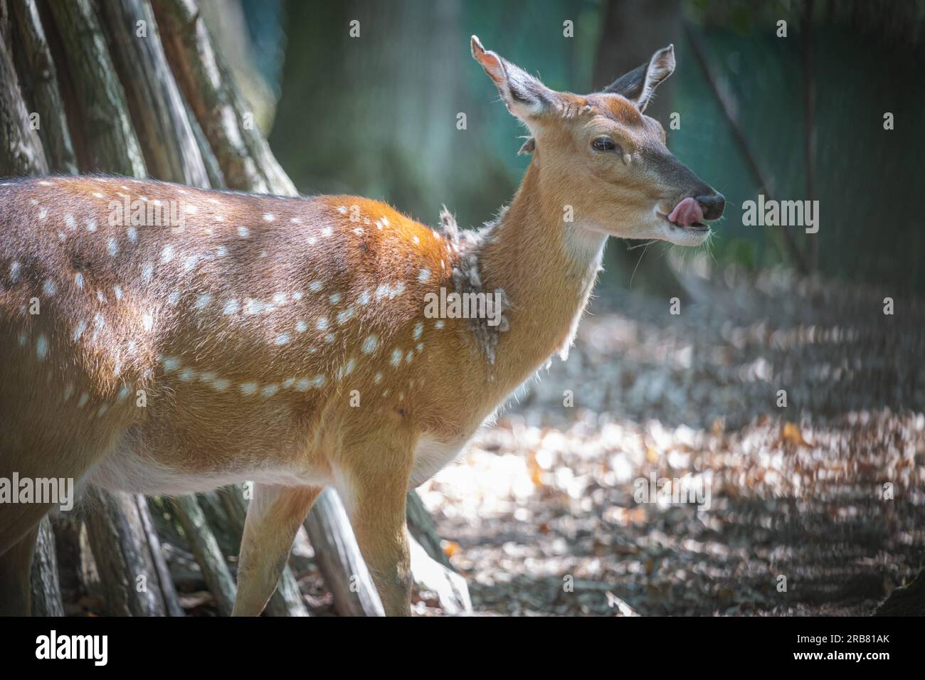 This photo shows a sika deer adult that lives in a wildlife park. The ...