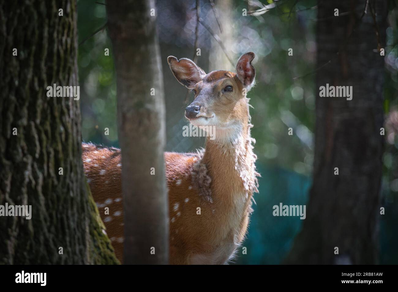 This photo shows a sika deer adult that lives in a wildlife park. The ...