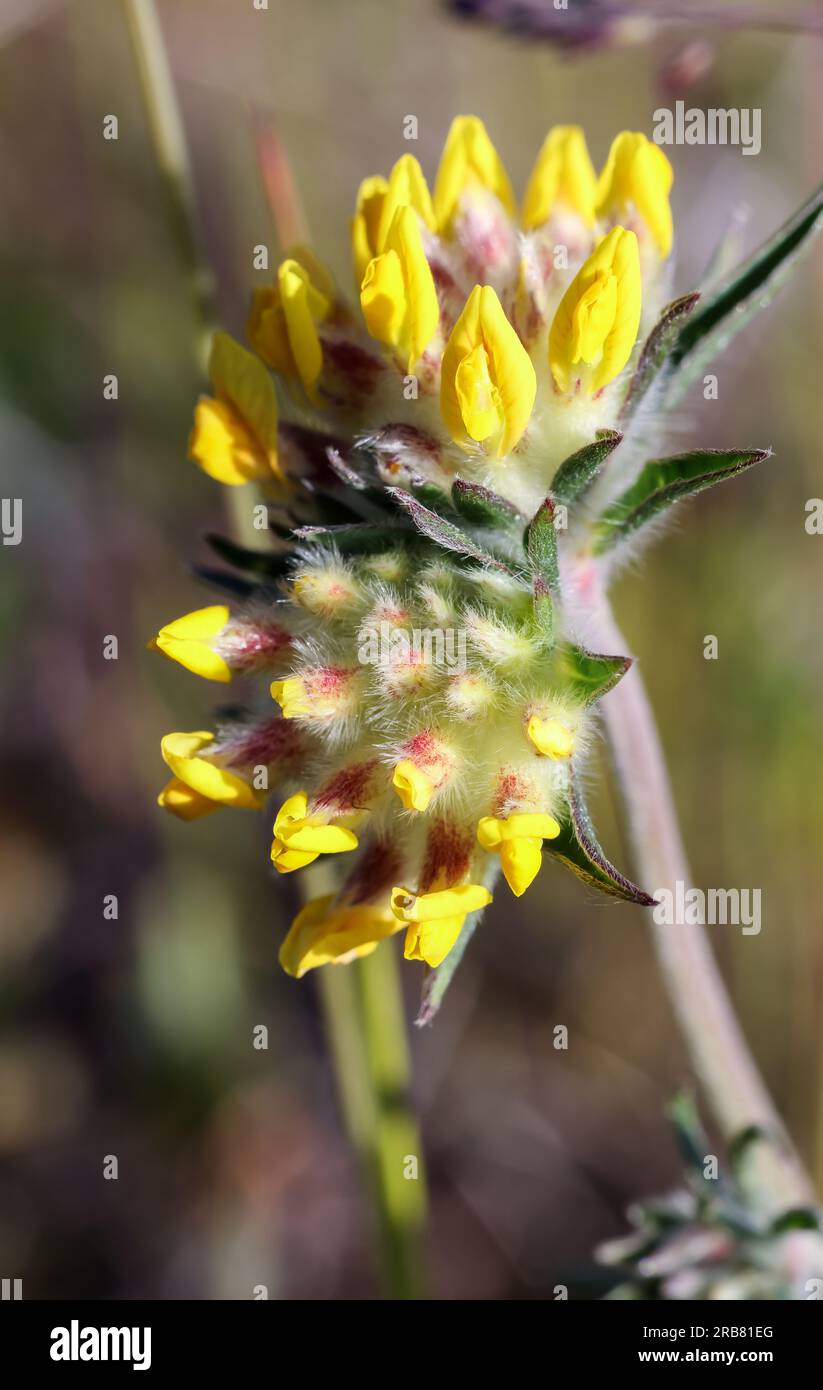 Yellow kidney hi-res stock photography and images - Alamy