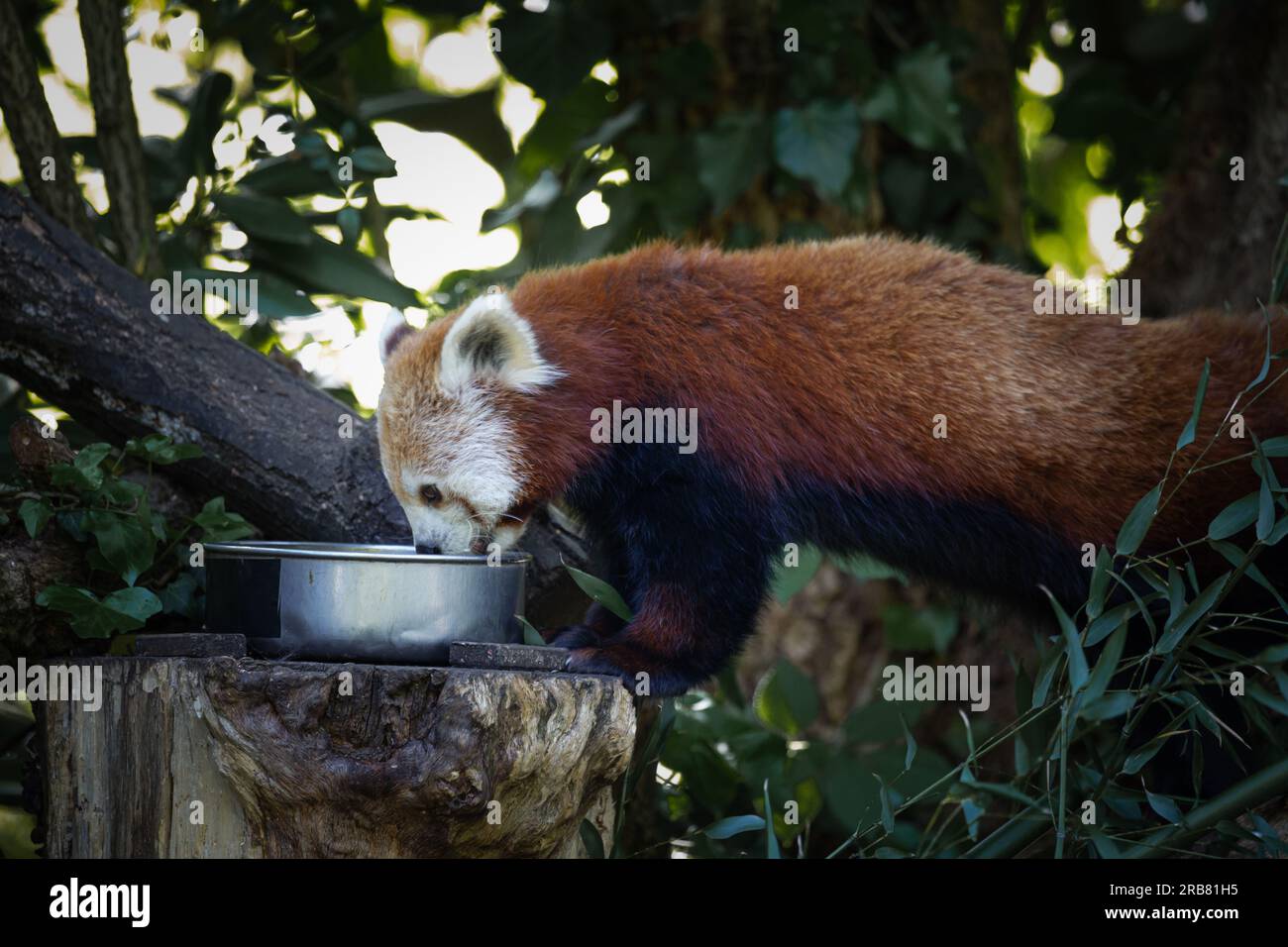 photograph of a red panda, Ailurus fulgens, eating eucalyptus on a ...