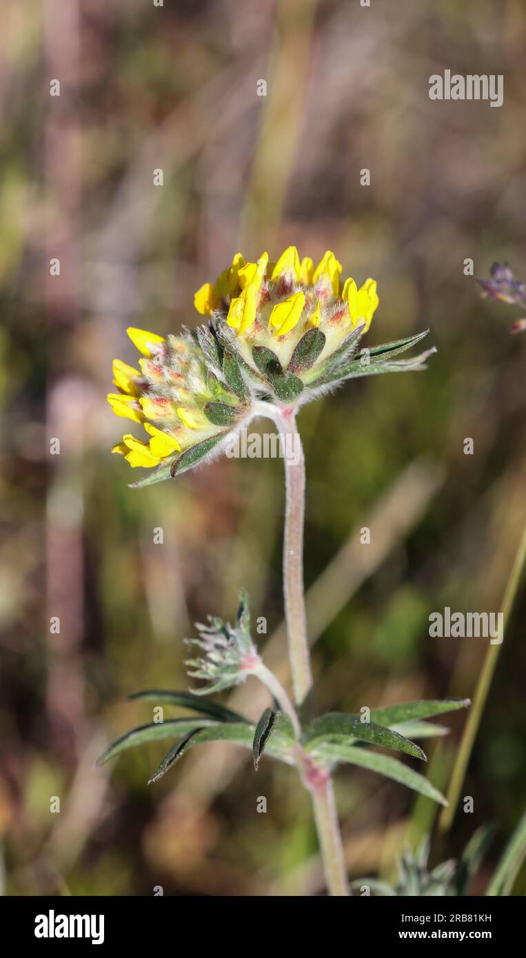 Yellow kidney hi-res stock photography and images - Alamy
