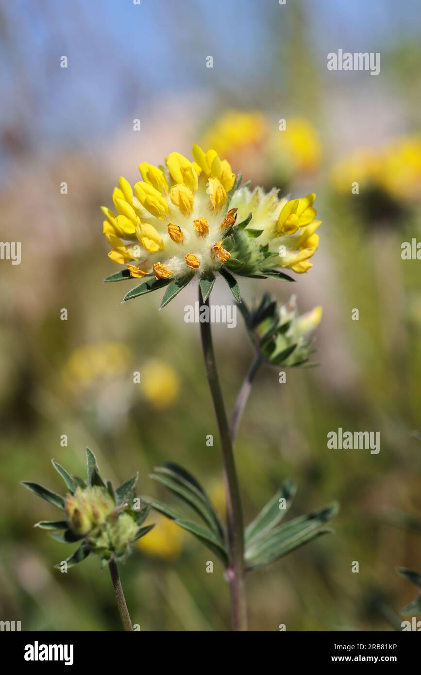 Yellow kidney family hi-res stock photography and images - Alamy