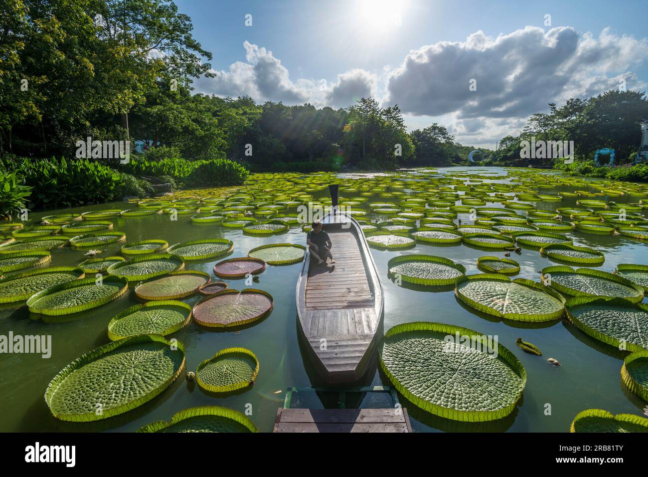 Nanning, China. 08th July, 2023. NANNING, CHINA - JULY 7, 2023 - Leaves ...