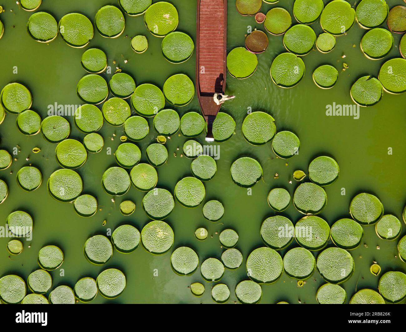 Nanning, China. 08th July, 2023. NANNING, CHINA - JULY 7, 2023 - Leaves ...