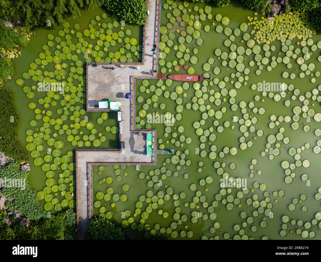 Nanning, China. 08th July, 2023. NANNING, CHINA - JULY 7, 2023 - Leaves ...