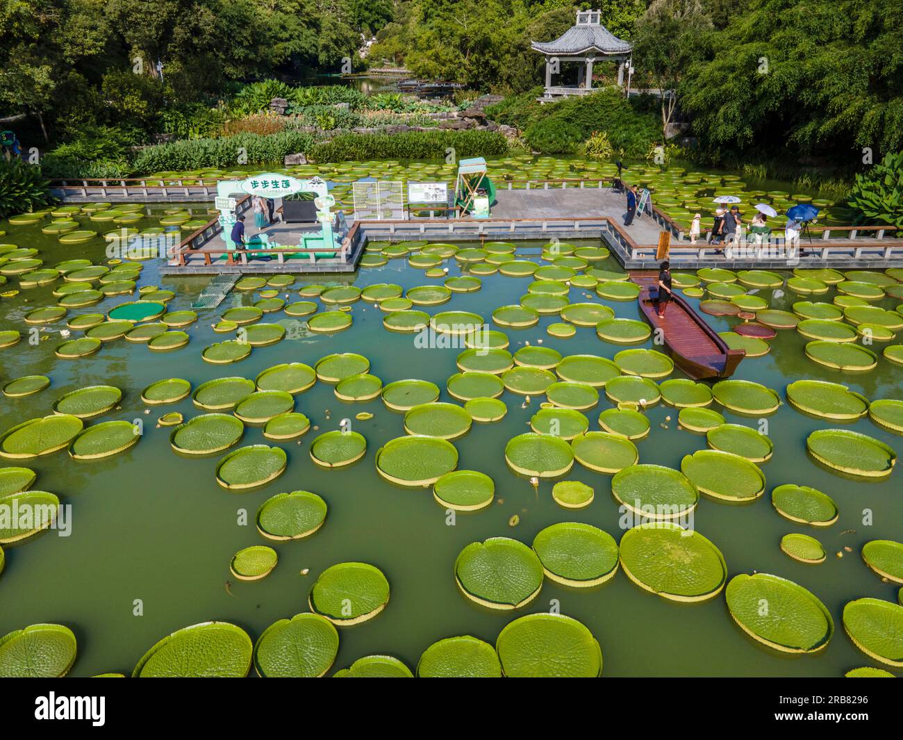 Nanning, China. 08th July, 2023. NANNING, CHINA - JULY 7, 2023 - Leaves ...