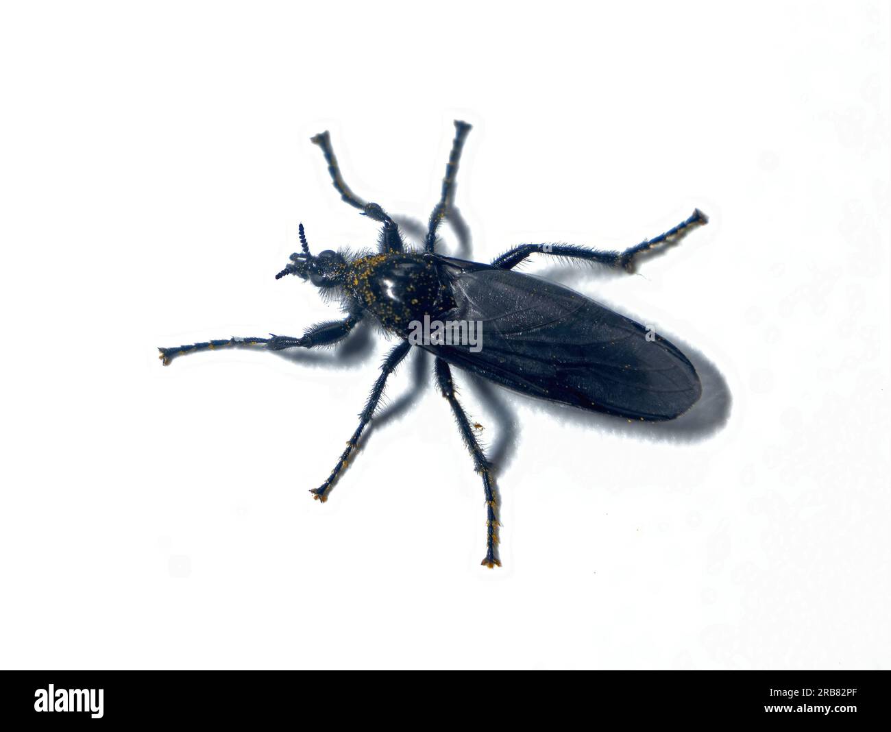 macro photo of Bibio marci insect, a St Marks fly isolated on the white ...