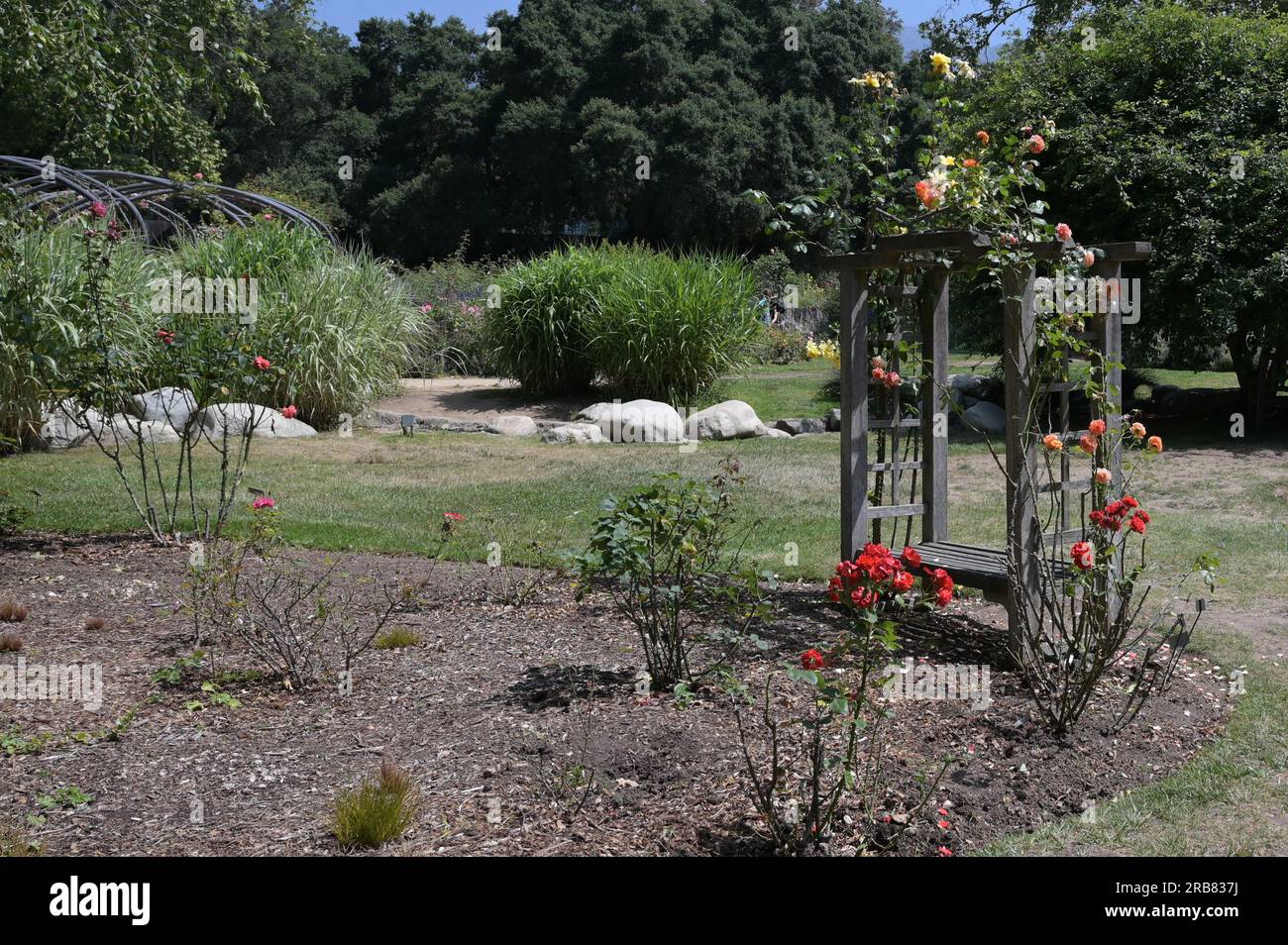 Roses at a botanical gardens in Los Angeles Stock Photo - Alamy