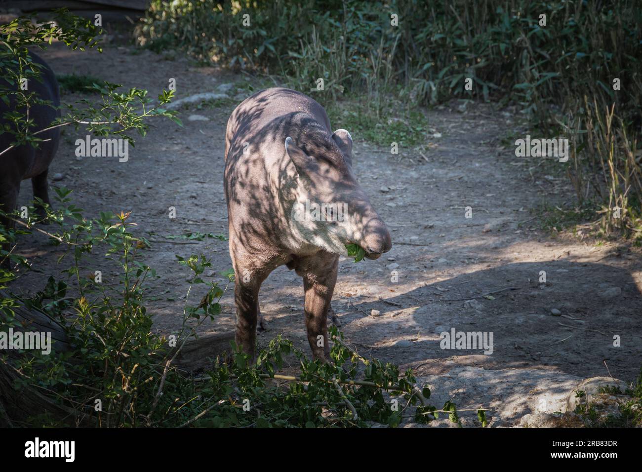 Tapir mating hi-res stock photography and images - Alamy