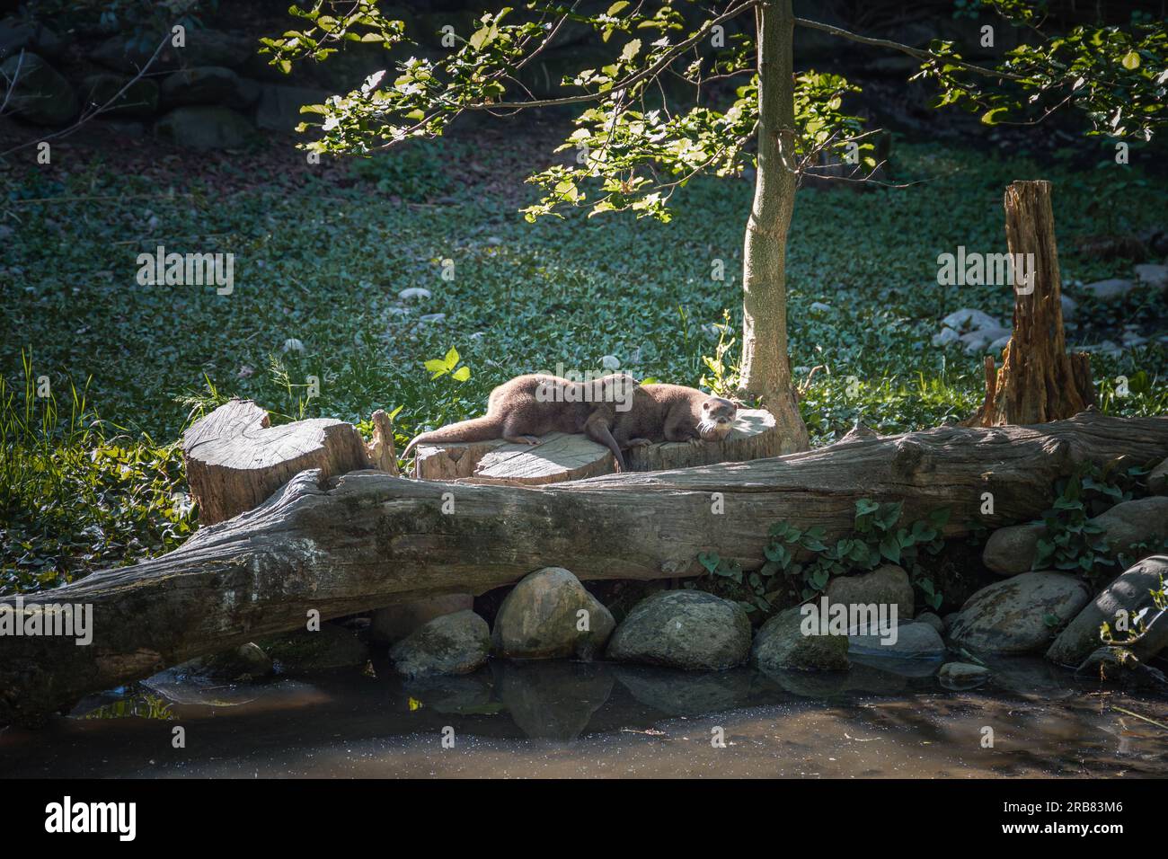 This photo shows a group of otters that live in a wildlife park. The ...