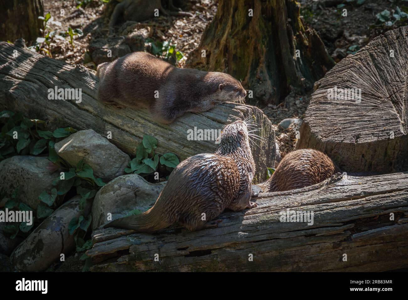 This photo shows a group of otters that live in a wildlife park. The ...