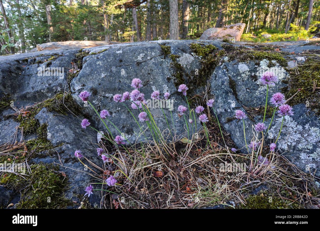 Chives leaves hi-res stock photography and images - Alamy