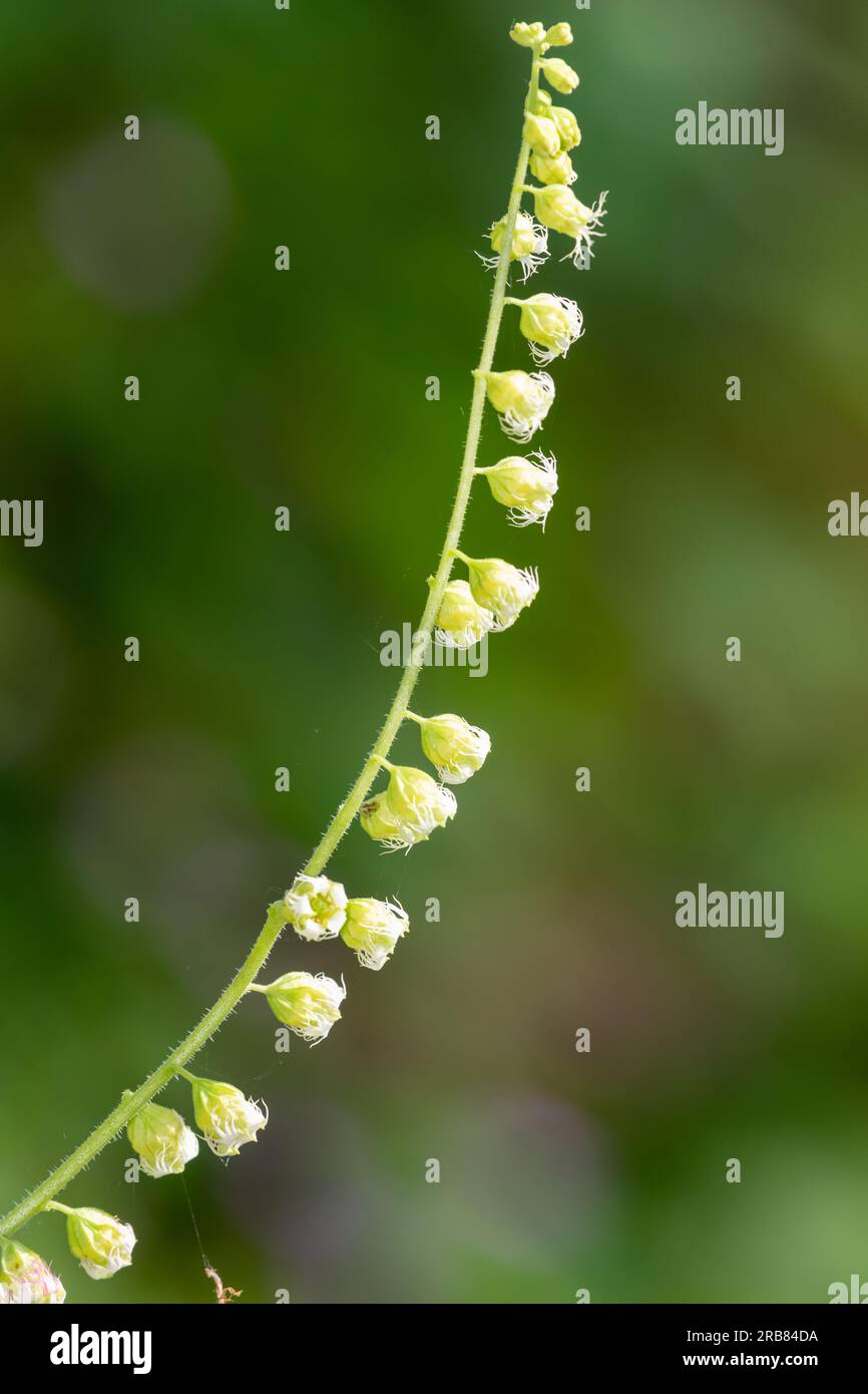 Close up of bigflower tellima (tellima grandiflora) flowers in bloom ...