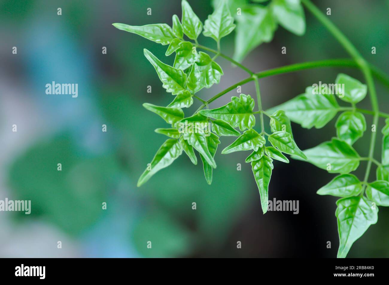 Indian cork tree millingtonia hi-res stock photography and images - Alamy