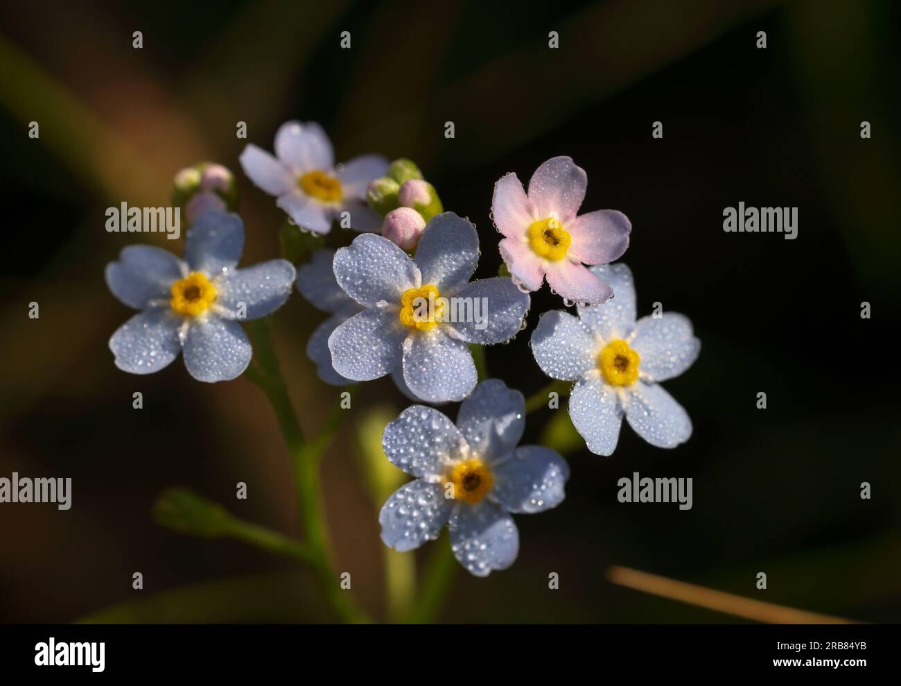 Myosotis scorpioides leaf hi-res stock photography and images - Alamy