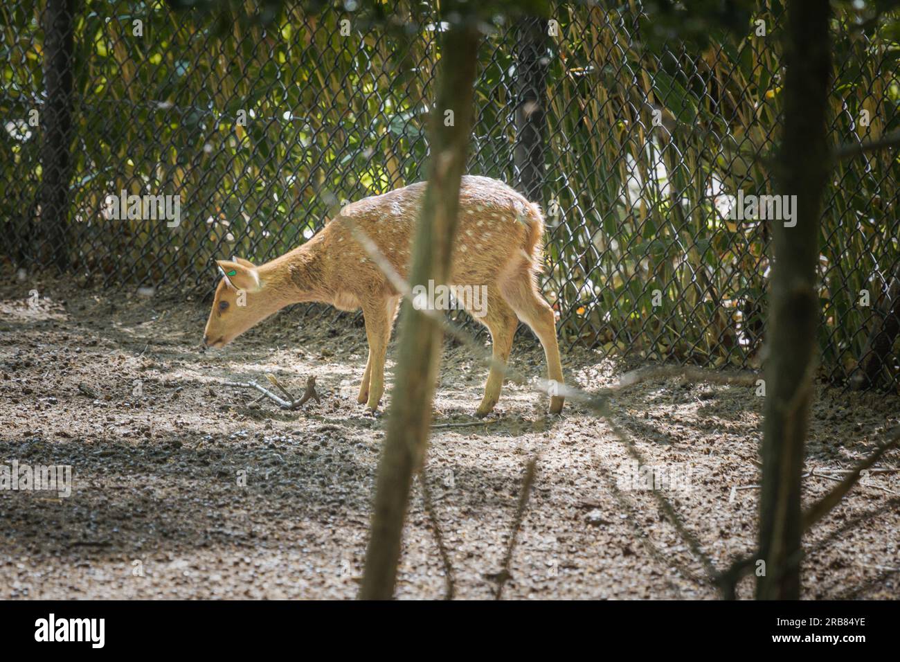 This photo shows a sika deer adult that lives in a wildlife park. The ...