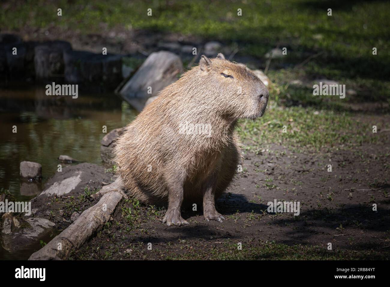 capybara, Hydrochoerus hydrochaeris, photographed in various positions ...