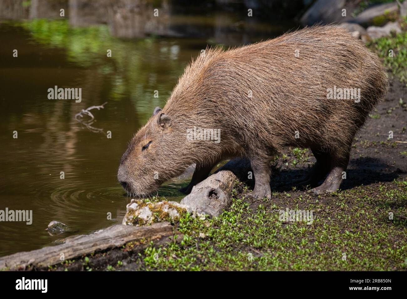 capybara, Hydrochoerus hydrochaeris, photographed in various positions ...