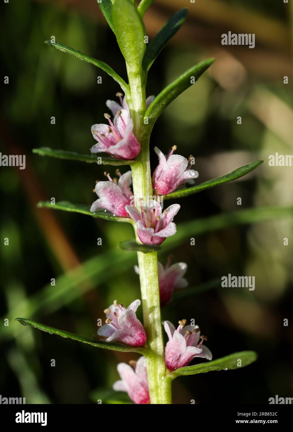 Saltwort plants hi-res stock photography and images - Alamy