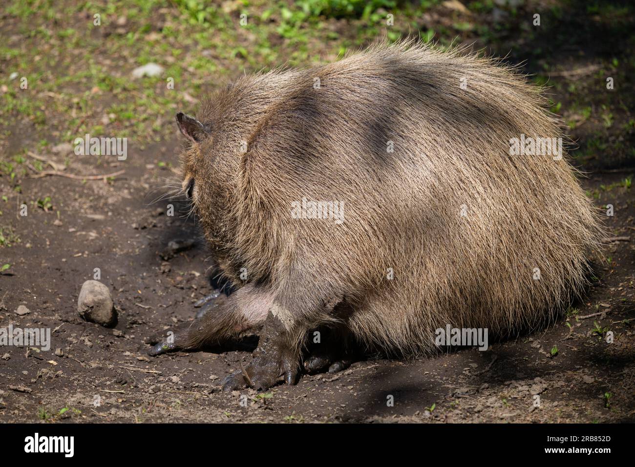 capybara, Hydrochoerus hydrochaeris, photographed in various positions ...
