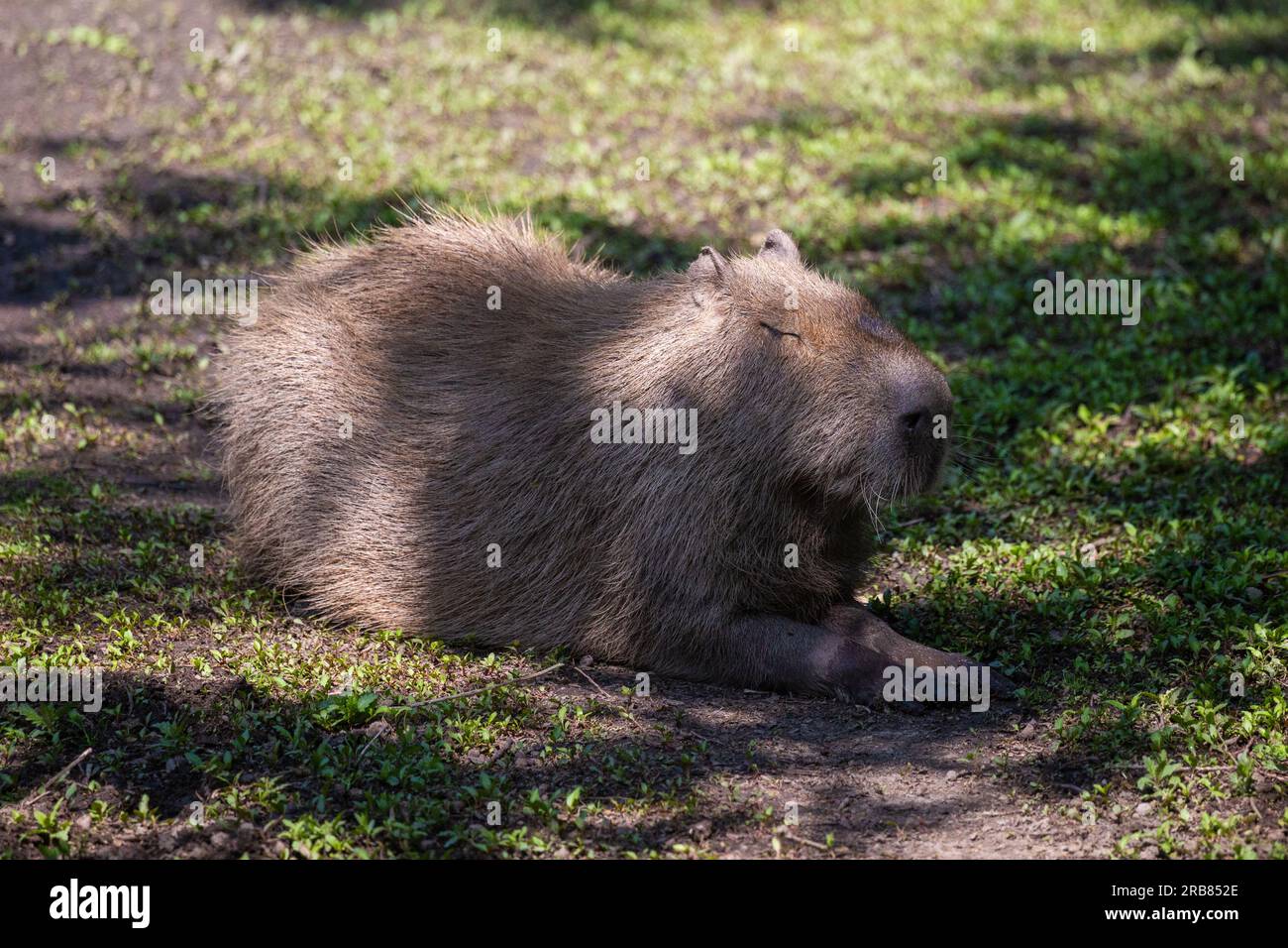 capybara, Hydrochoerus hydrochaeris, photographed in various positions ...