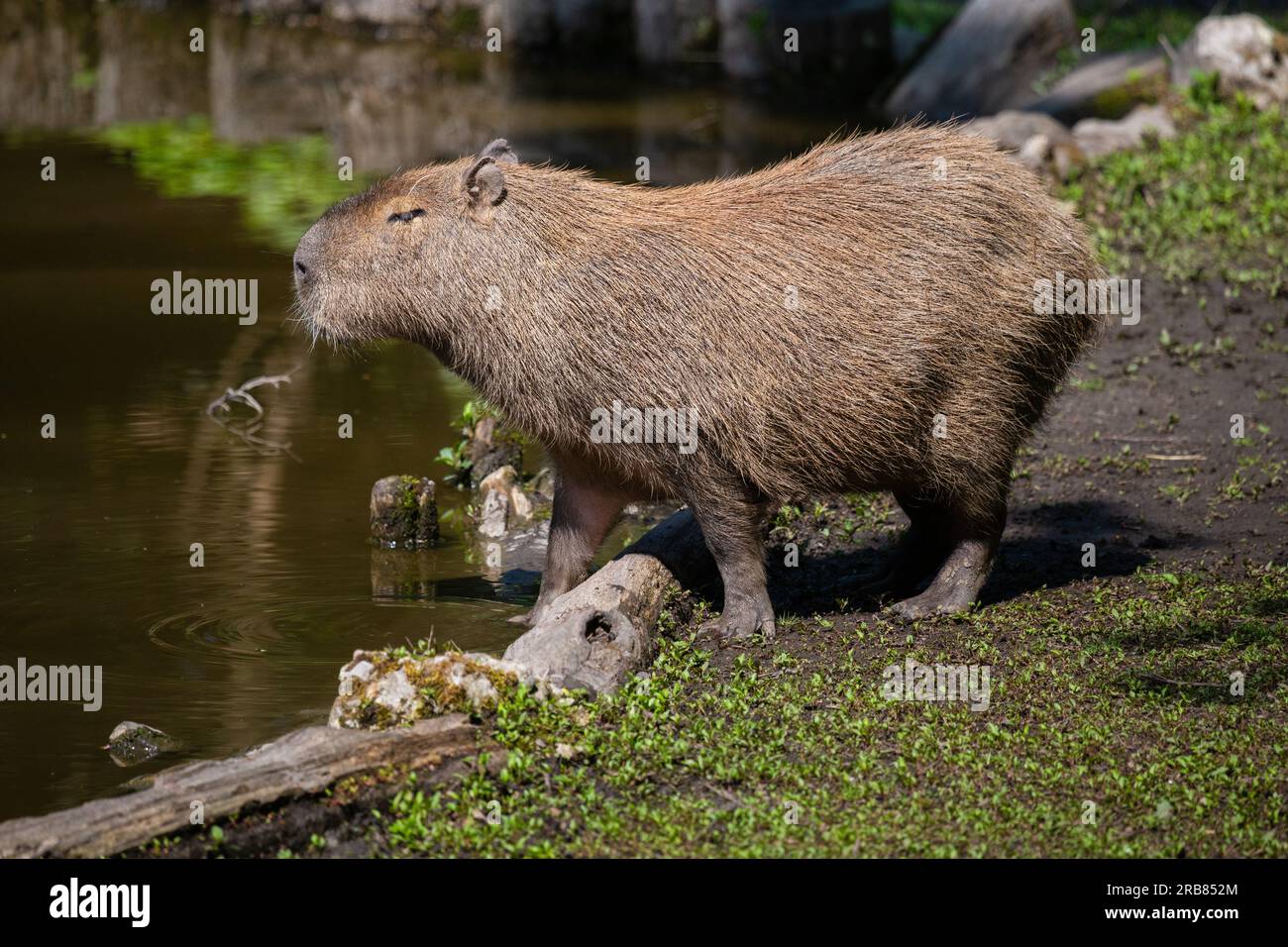 capybara, Hydrochoerus hydrochaeris, photographed in various positions ...