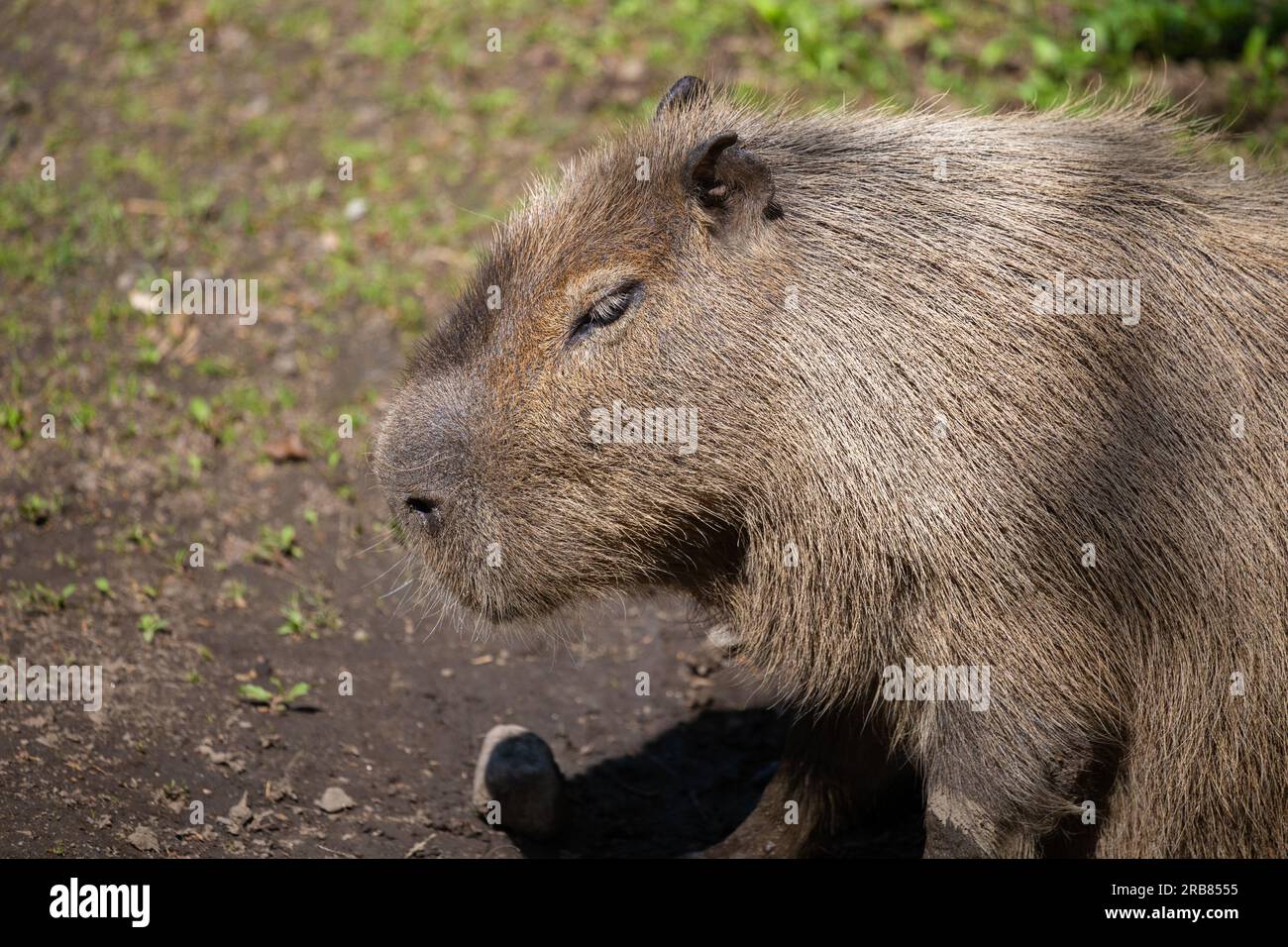 capybara, Hydrochoerus hydrochaeris, photographed in various positions ...